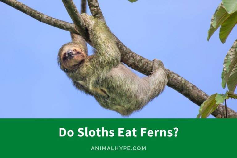Do Sloths Eat Ferns? Exploring the Sloth's Menu! - Animal Hype