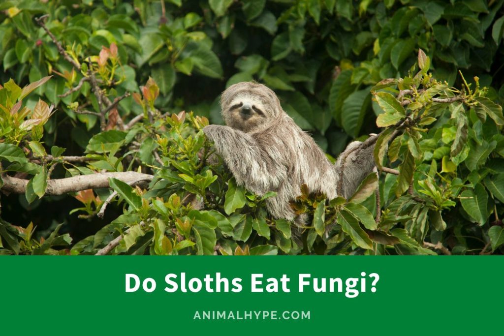 Do Sloths Eat Fungi? A Dietary Surprise - Animal Hype