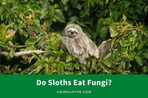 Do Sloths Eat Fungi? A Dietary Surprise - Animal Hype