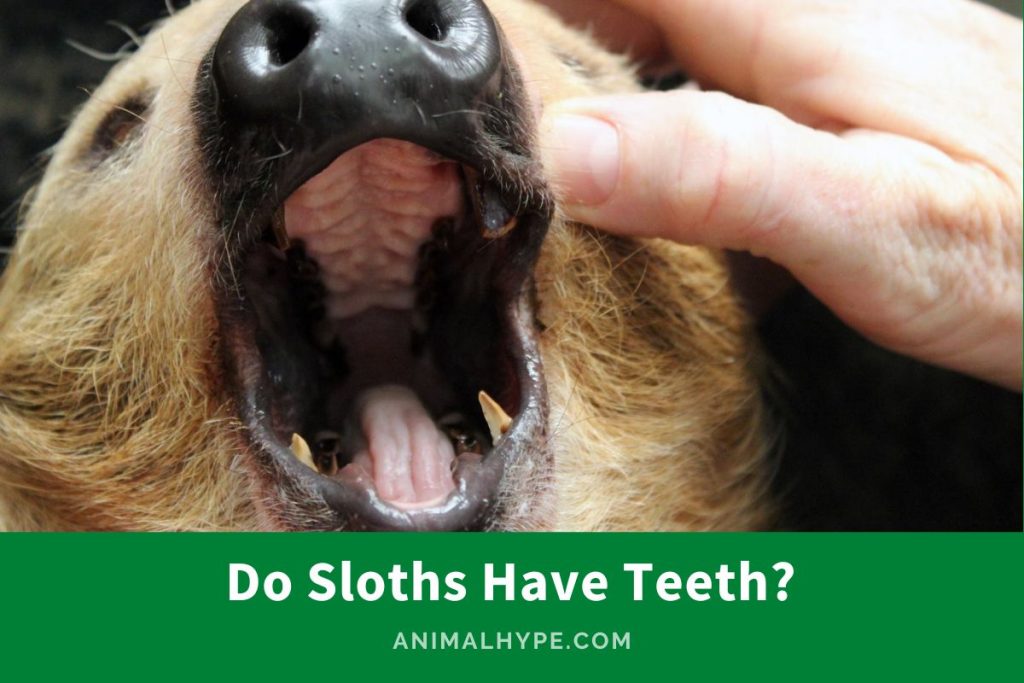 Do Sloths Have Teeth? The Toothful Tale! - Animal Hype