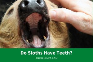Do Sloths Have Teeth? The Toothful Tale! - Animal Hype