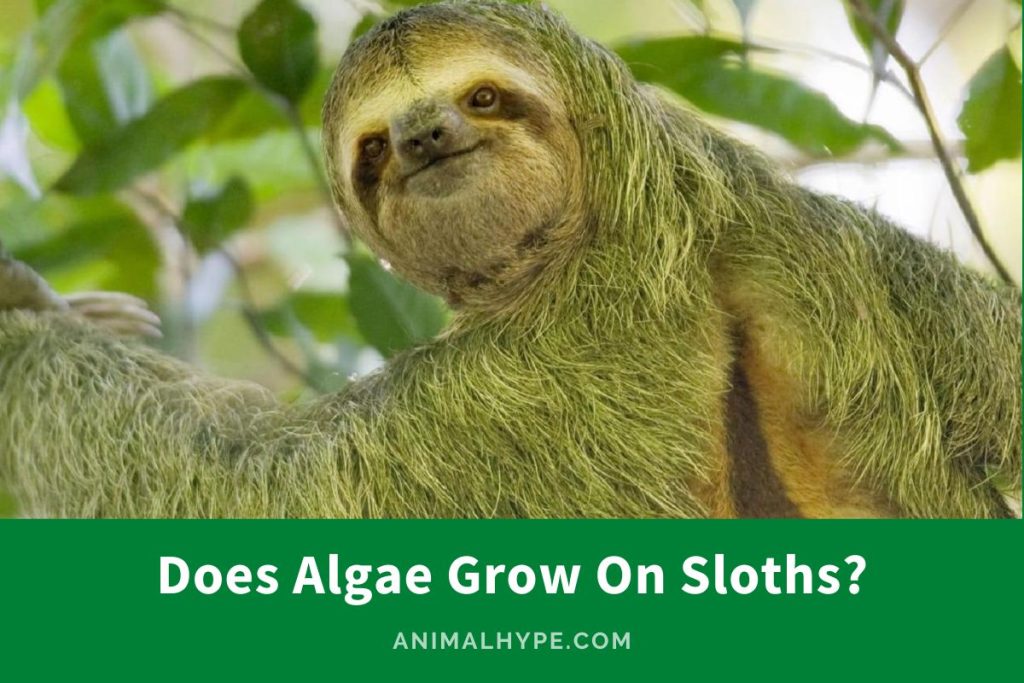 Does Algae Grow On Sloths? A Green Coat Explored! - Animal Hype