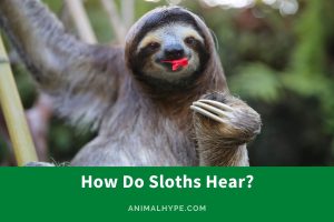 How Do Sloths Hear? Tuning into the Rainforest Radio! - Animal Hype