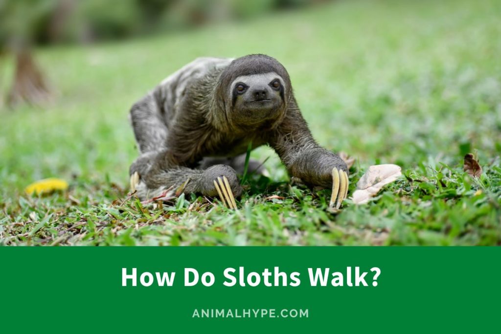 How Do Sloths Walk? A Slow-paced Saga! - Animal Hype