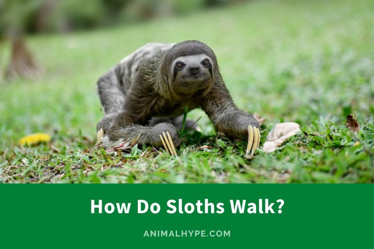 How Do Sloths Walk? A Slow-paced Saga! - Animal Hype