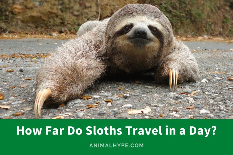 How Far Do Sloths Travel in a Day? - A Slow Journey - Animal Hype