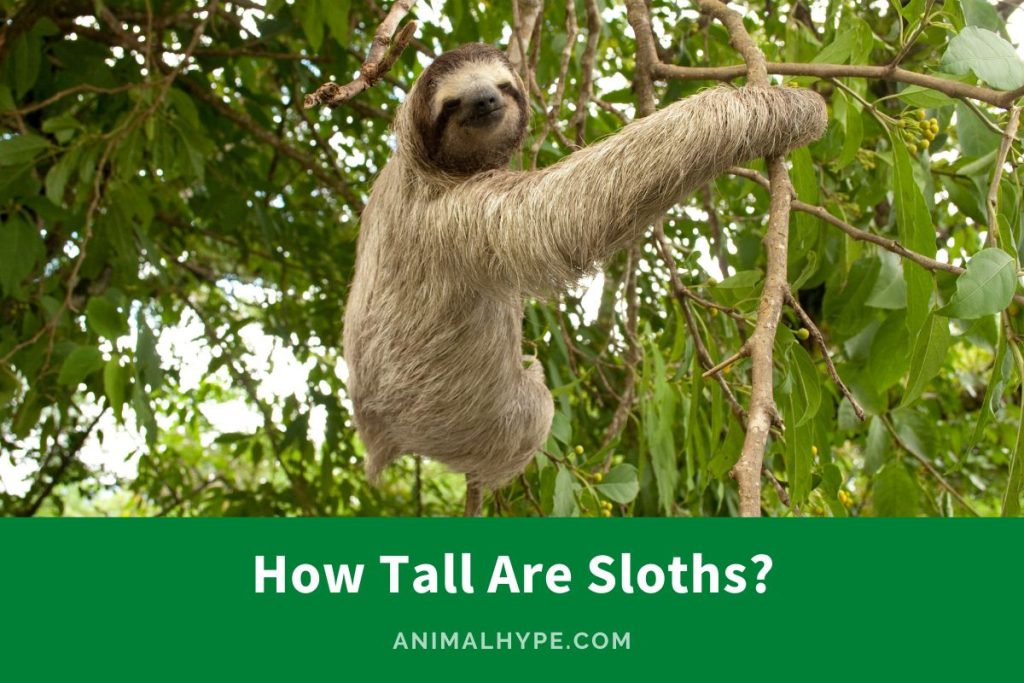 How Tall Are Sloths? (Measuring Up) - Animal Hype