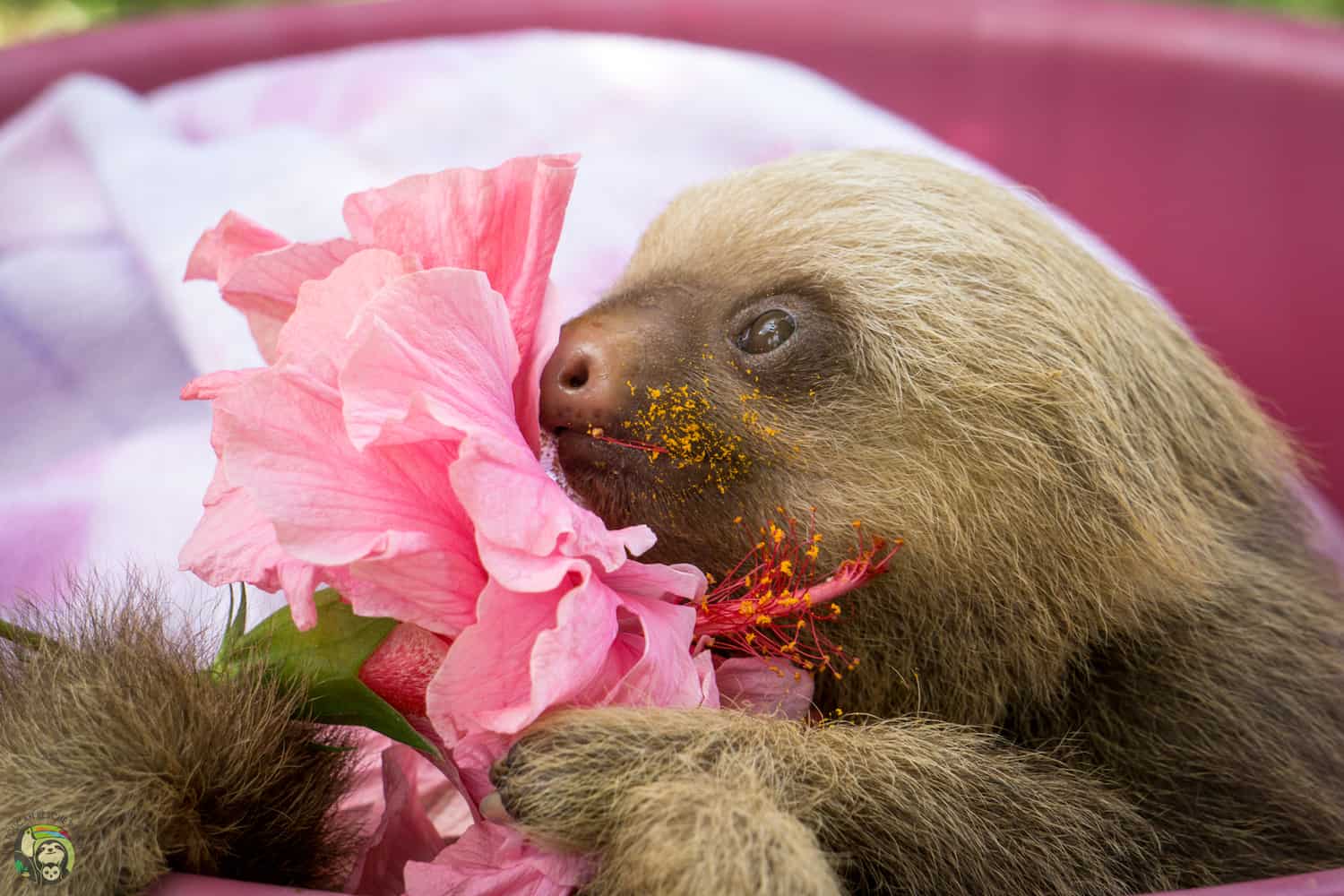 Do Sloths Eat Flowers? Unveiling Their Petal Passion - Animal Hype
