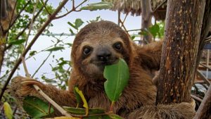Do Sloths Have Teeth? The Toothful Tale! - Animal Hype