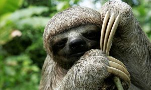 How Do Sloths Walk? A Slow-paced Saga! - Animal Hype