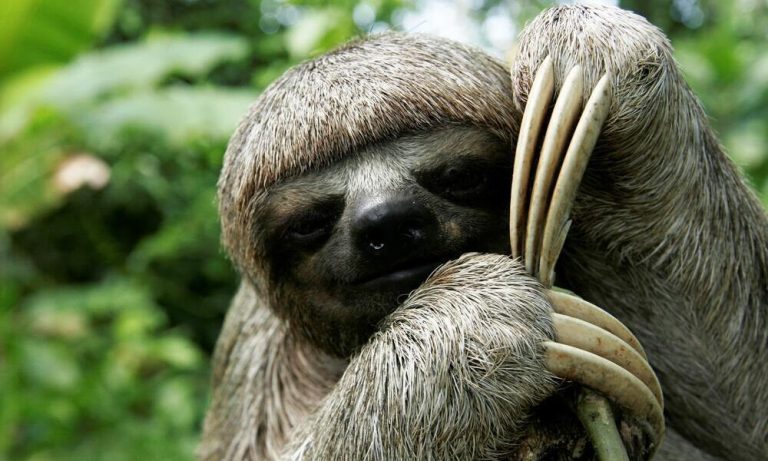 Are Sloths Smarter Than Humans? The Intelligence Debate! - Animal Hype