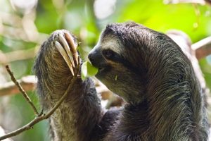 Do Sloths Have Poisonous Claws? Unraveling the Mystery! - Animal Hype