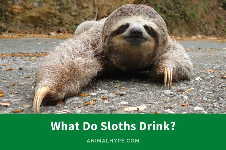 What Do Sloths Drink? (Thirsty Sloths) - Animal Hype