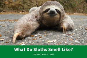What Do Sloths Smell Like? (Stink or Aroma) - Animal Hype
