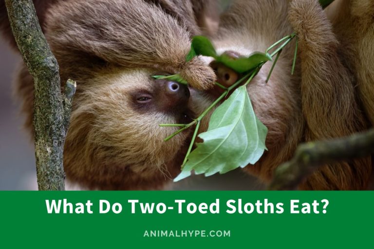 What Do Two-Toed Sloths Eat? The Diet Decoded! - Animal Hype