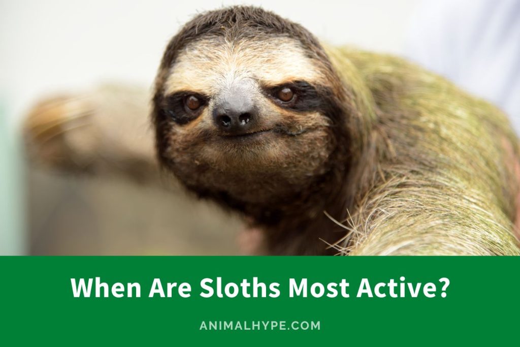 When Are Sloths Most Active? (Surprising Schedule) - Animal Hype