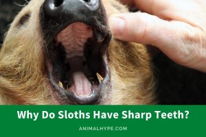 Why Do Sloths Have Sharp Teeth? The Cutting Edge Truth! - Animal Hype
