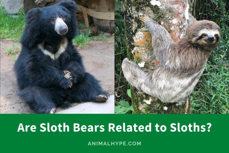 Are Sloth Bears Related to Sloths? Is There a Relation? - Animal Hype